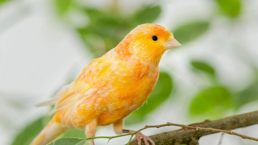 The mere sight of illness may kick-start a canary’s immune system ...