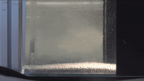 Elephants inhale water at 330 mph - World Research Council