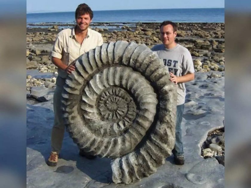 Human-size ammonites swam the Atlantic Ocean 80 million years ago ...