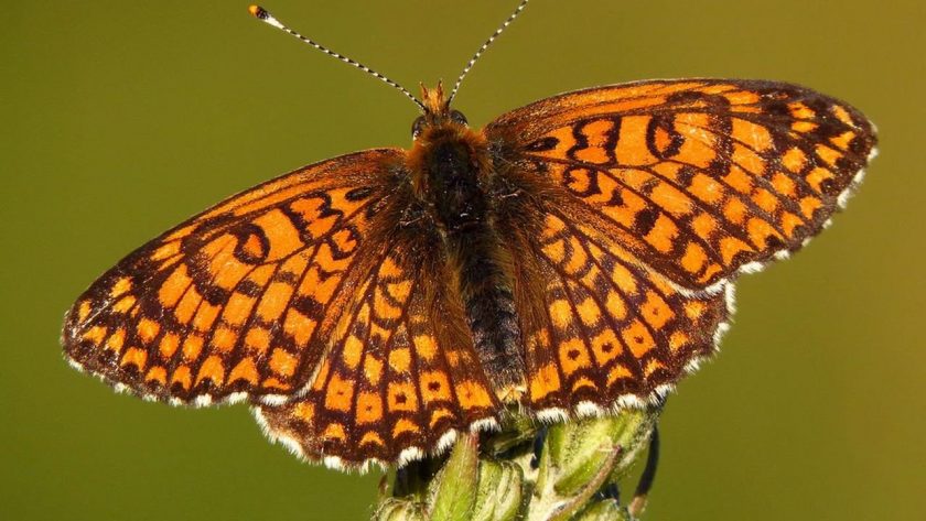 'Russian doll' set of stomach-bursting parasites released inside ...