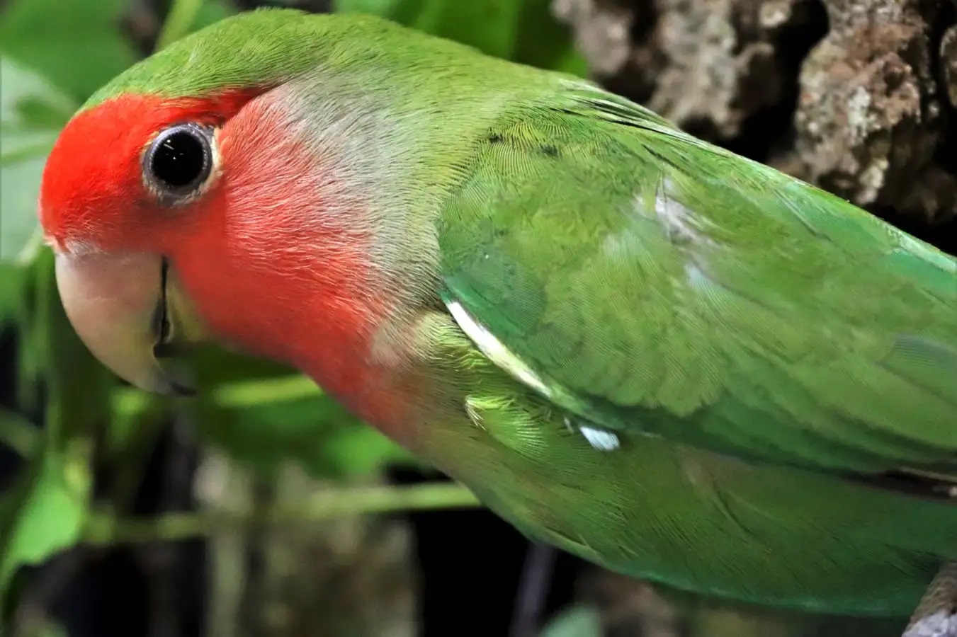 Parrots can move along thin branches using ‘beakiation’ - World ...